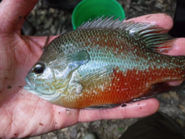 Big Thicket: A Forest of Diversity – Texas Field Ecology