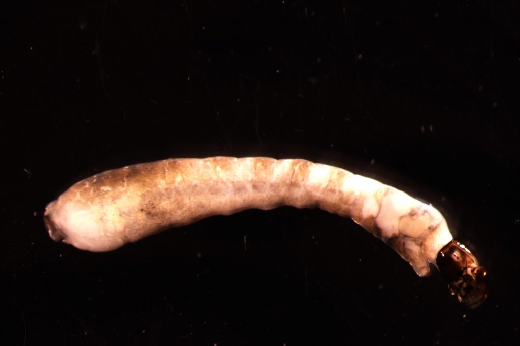 Aquatic Invertebrates – Texas Field Ecology