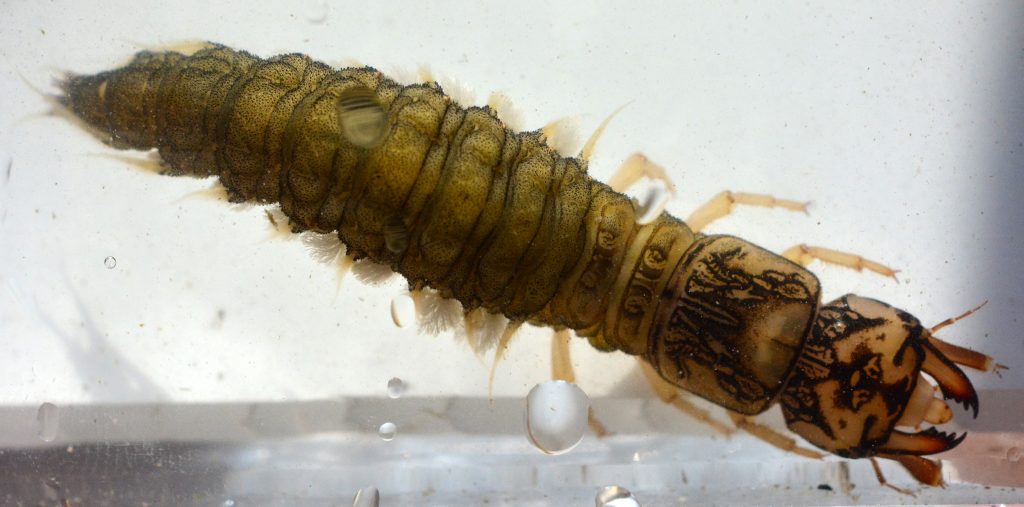 Aquatic Invertebrates – Texas Field Ecology